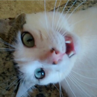 catfly, Loja Online | Shopee Brasil