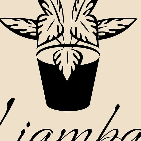 Liamba Tabacaria e Head shop, Loja Online | Shopee Brasil