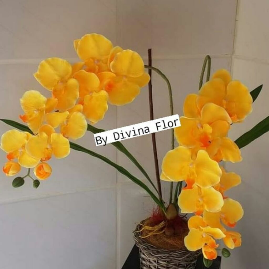 A Divina Flor, Loja Online | Shopee Brasil