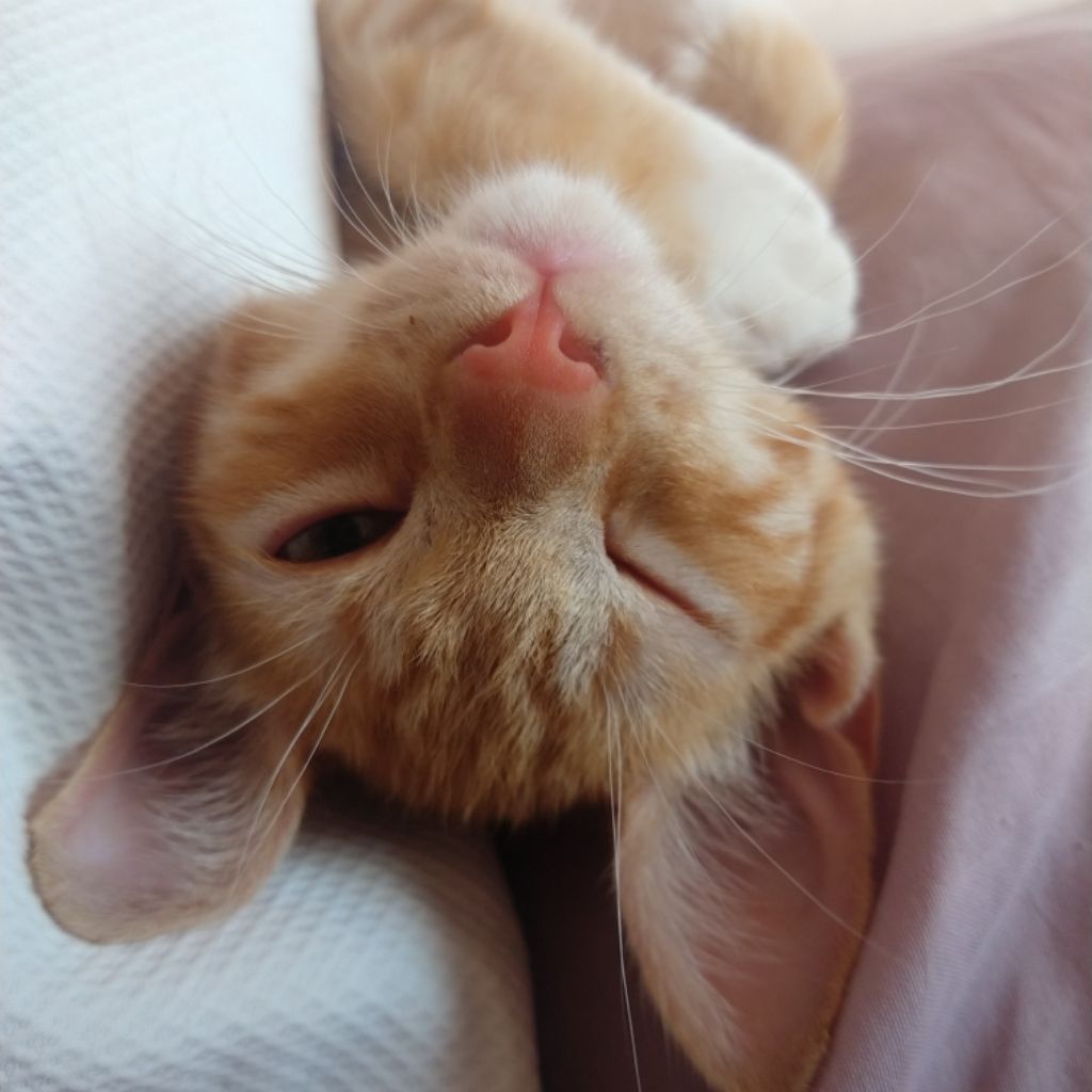 Magick Shop, Loja Online | Shopee Brasil