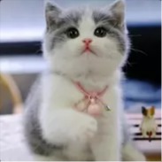 Jixiaodao.br, Loja Online | Shopee Brasil