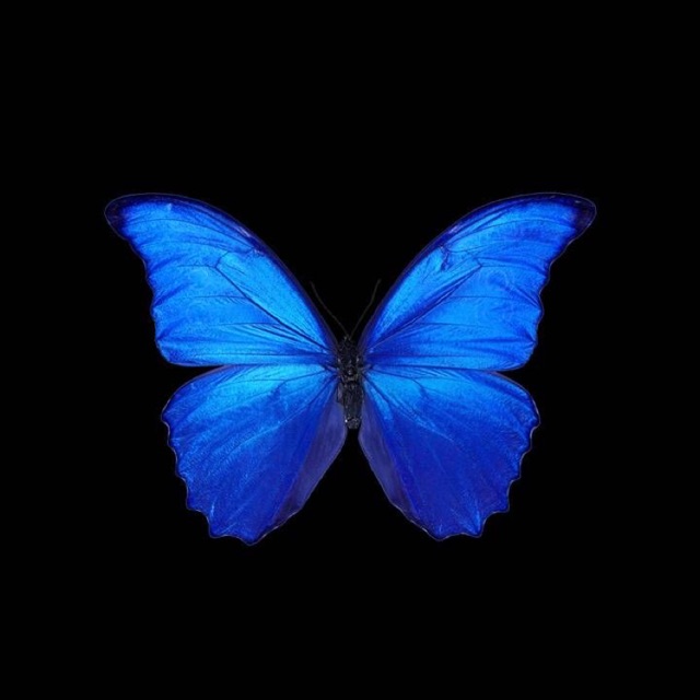 Butterfly.co, Loja Online | Shopee Brasil