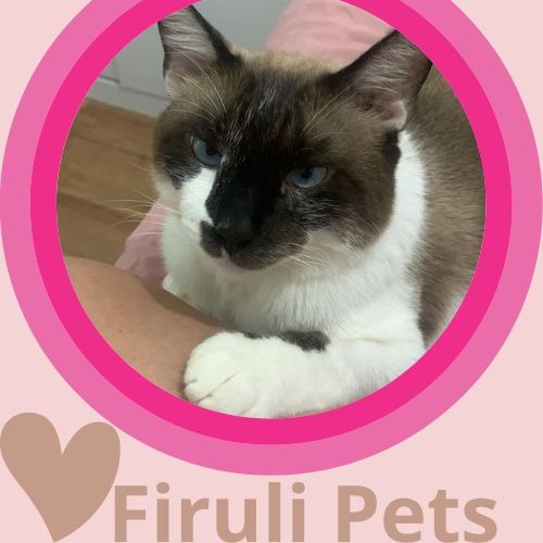 Firuli Pets, Loja Online | Shopee Brasil