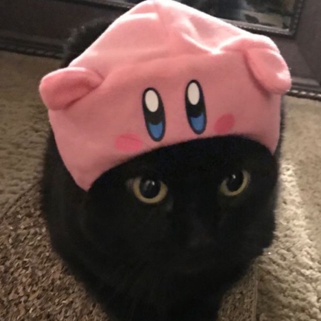 Pink Meow, Loja Online | Shopee Brasil