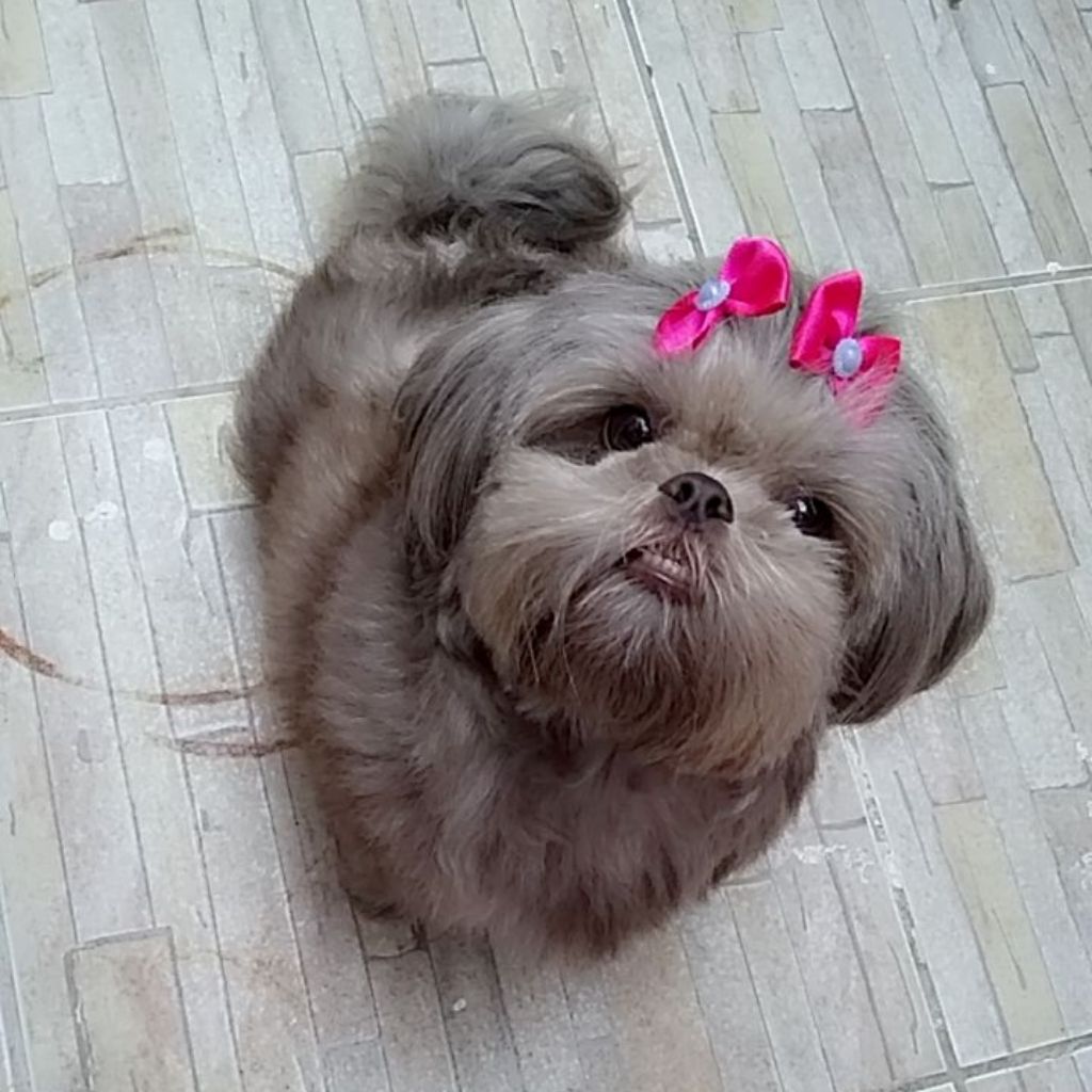 Cleide Souza X Imported, Loja Online | Shopee Brasil