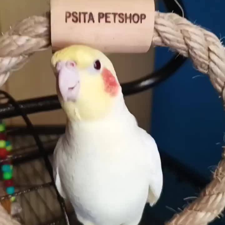 Psita Pet Shop, Loja Online | Shopee Brasil