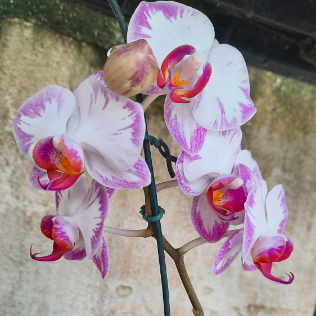 Lulusita, Loja Online | Shopee Brasil
