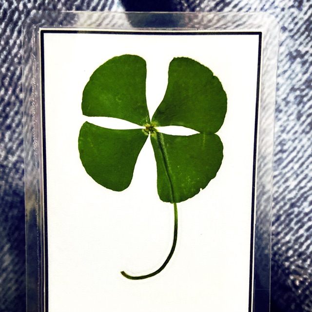 Heva Trevos da Sorte, Loja Online | Shopee Brasil