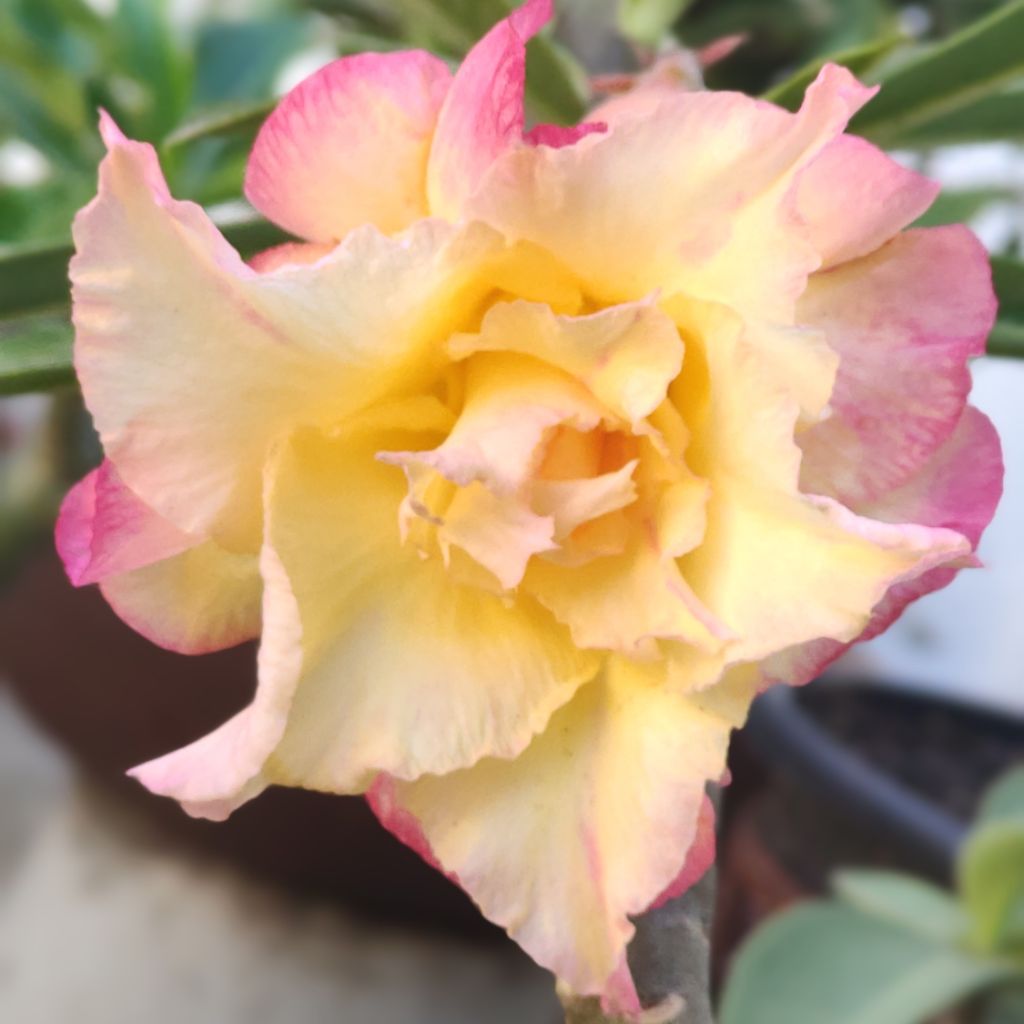 MundoRD, Loja Online | Shopee Brasil
