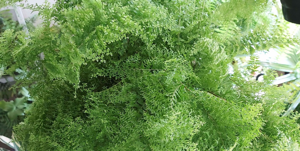 silva plantas ornamentais, Loja Online | Shopee Brasil